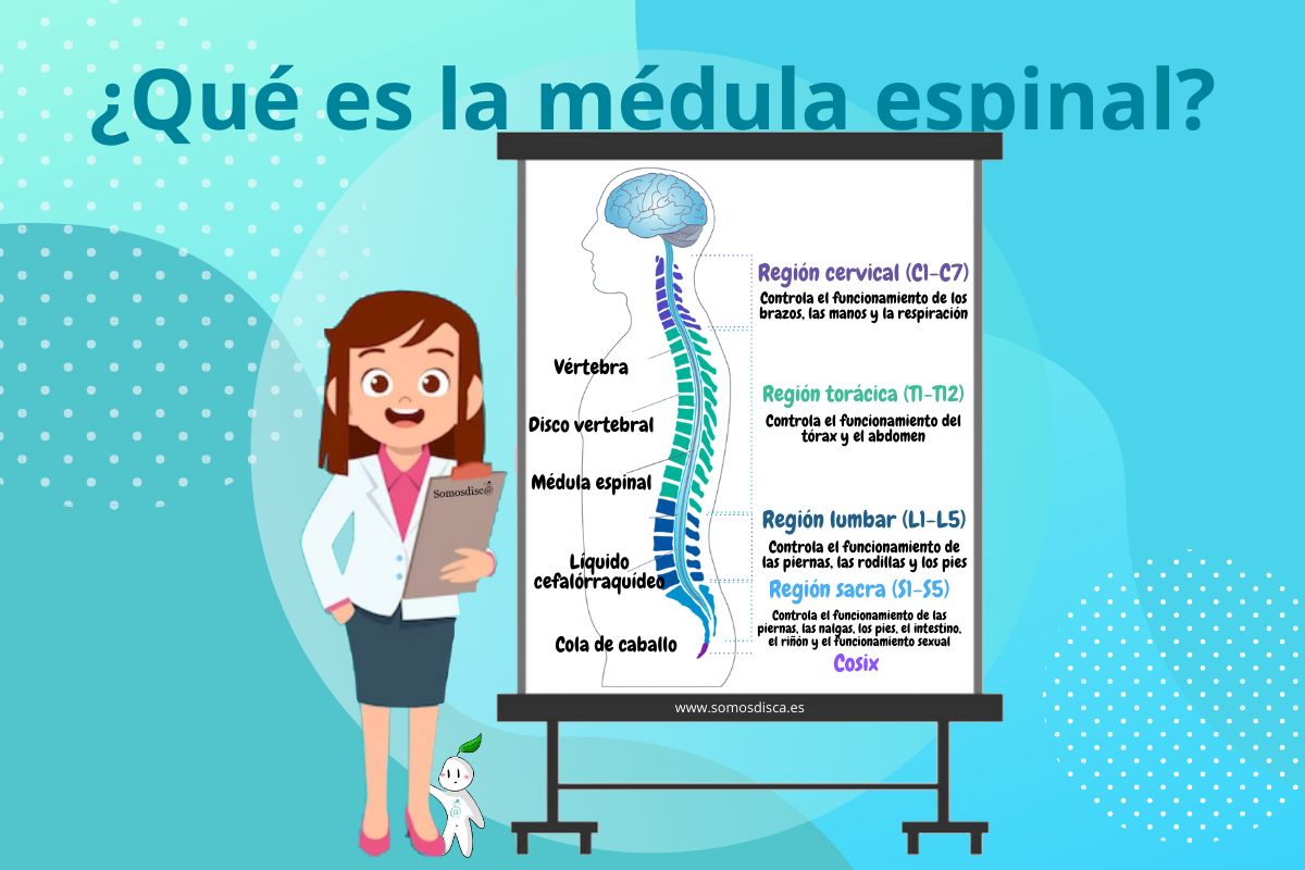 ¿Qué es la médula espinal? - Somosdisc@